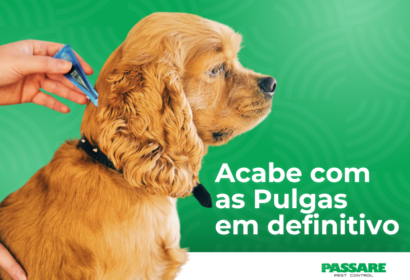 Pulgas: O Que São, Ciclo de Vida e Como Controlar Infestações | Passare
